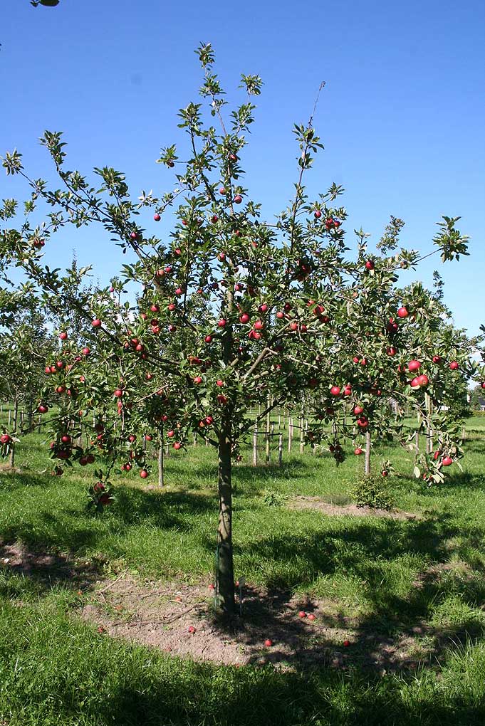 - Æble Ingrid Marie | Kortegaards Planteskole